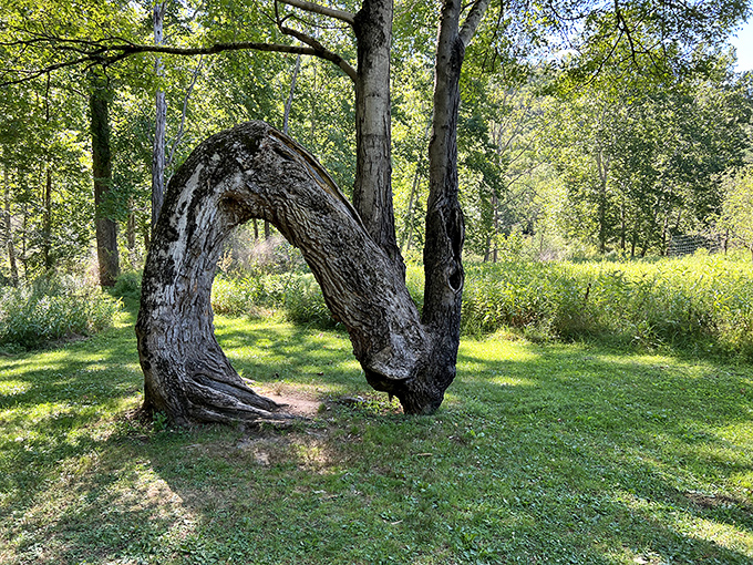 Mother Nature's sculpture garden features this remarkable arch tree, proving she was into installation art long before it was trendy.
