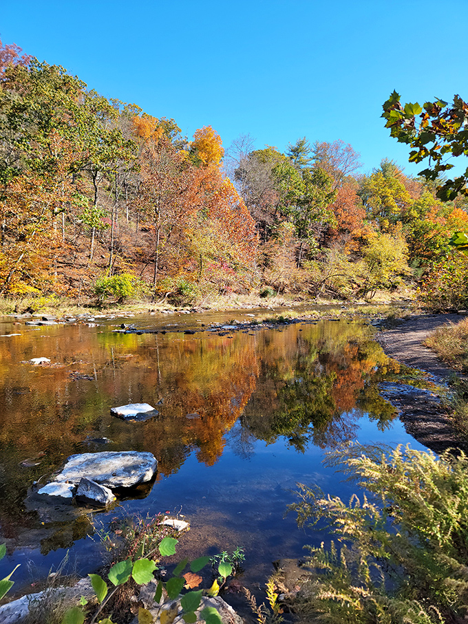 Fall's greatest magic trick: turning ordinary creek water into a mirror that perfectly doubles the autumn color show. No admission fee required.