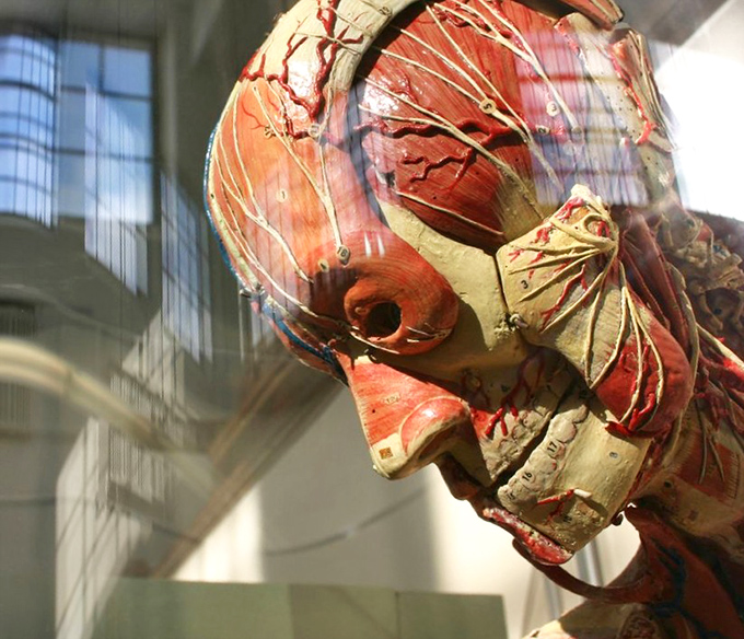 This anatomical model reveals our inner workings with artistic precision. Renaissance sculptors had nothing on medical model makers!