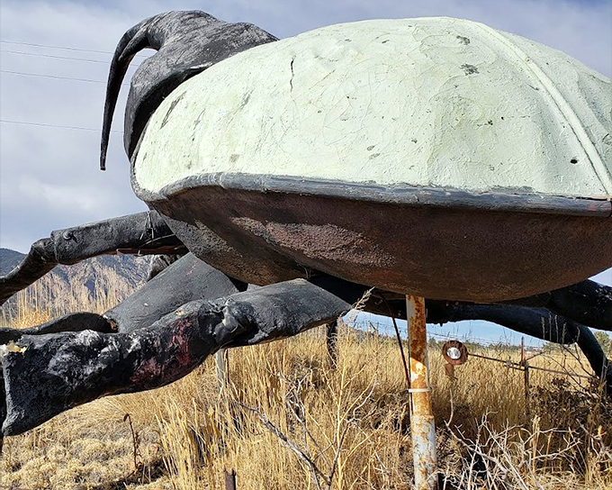 From the back, Herkimer's mint-green shell catches the sunlight, making this massive beetle Colorado's most unexpected reflective surface.