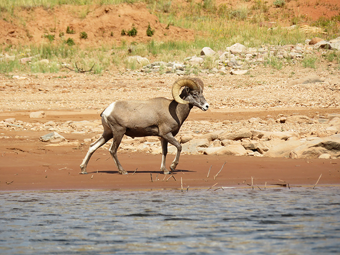 Wildlife doesn't make appointments, but when a bighorn sheep struts across your path, you've just scored Wyoming's equivalent of a celebrity sighting.
