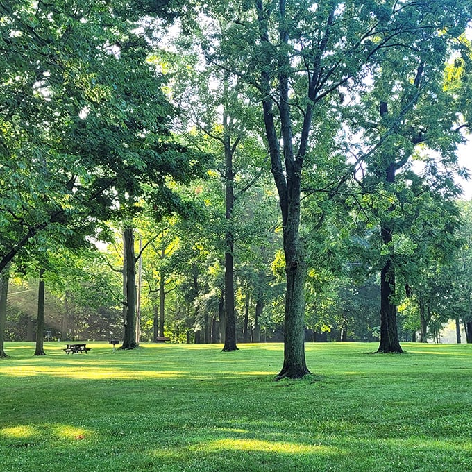 Towering trees create nature's cathedral at Bixler Lake Park, where sunlight filters through leaves like stained glass on a perfect summer day.