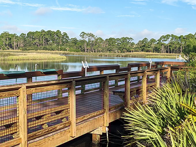 The boardwalk stretches like a wooden welcome mat into wetlands where herons pose more regally than celebrities on red carpets.