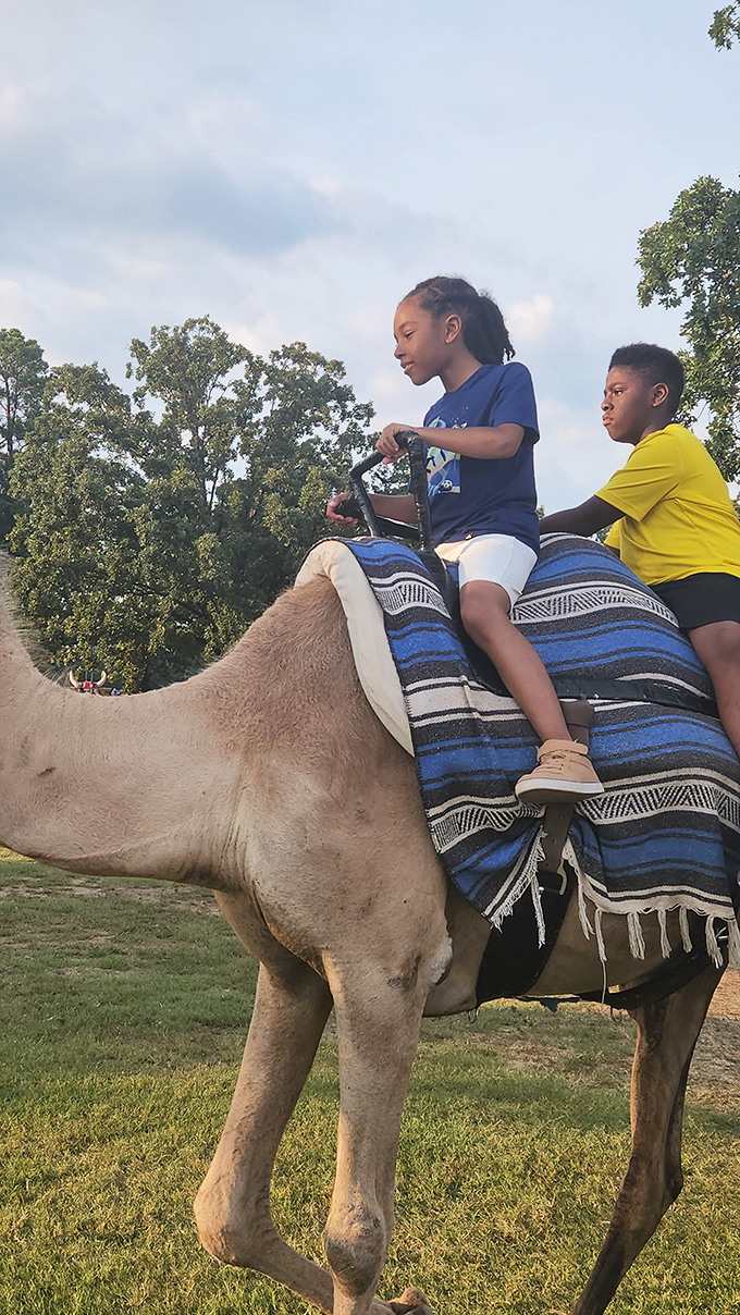 Camel rides at the fair because why not add some Middle Eastern flair to your Arkansas afternoon &ndash; childhood memories don't require Disney budgets.