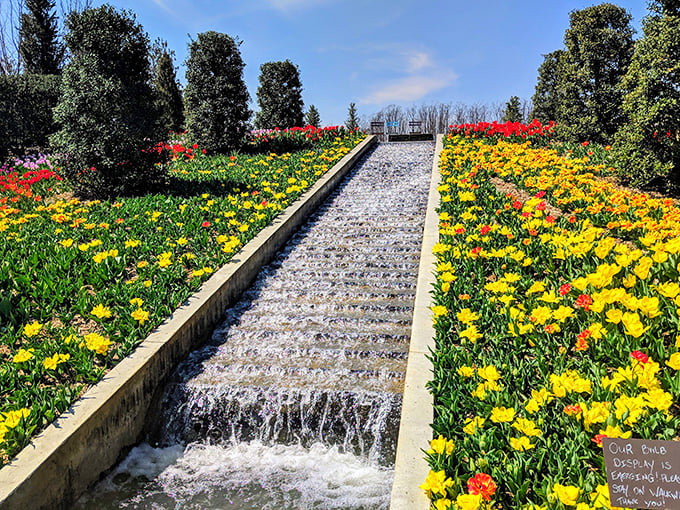 Water steps create nature's own staircase, flanked by tulips arranged with the precision of a floral chess master's opening move.
