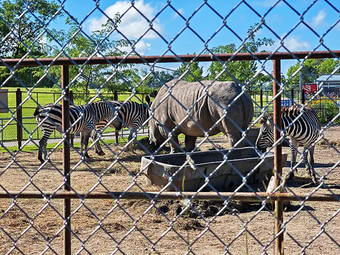 At Chahinkapa Zoo, zebras and rhinos share space like unlikely roommates in a sitcom, proving North Dakota has more exotic offerings than just hotdish.