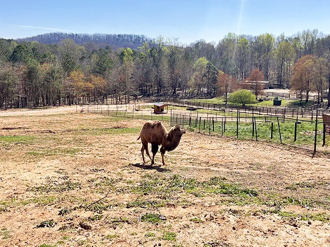 Who knew Georgia had camels? Chestatee Wildlife Preserve brings unexpected desert charm to the foothills of the Blue Ridge Mountains.