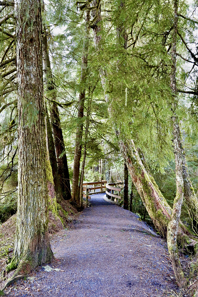 City Creek Trail winds through towering trees, where moss-covered giants have been standing sentinel for centuries.