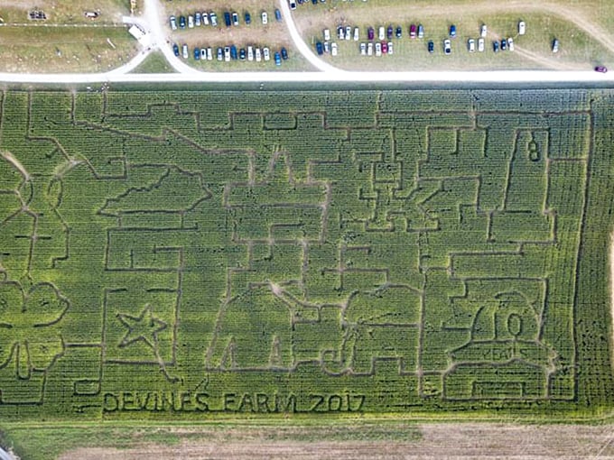 From above, Devine's Corn Maze transforms ordinary farmland into an intricate puzzle. Getting lost has never been so intentionally delightful.