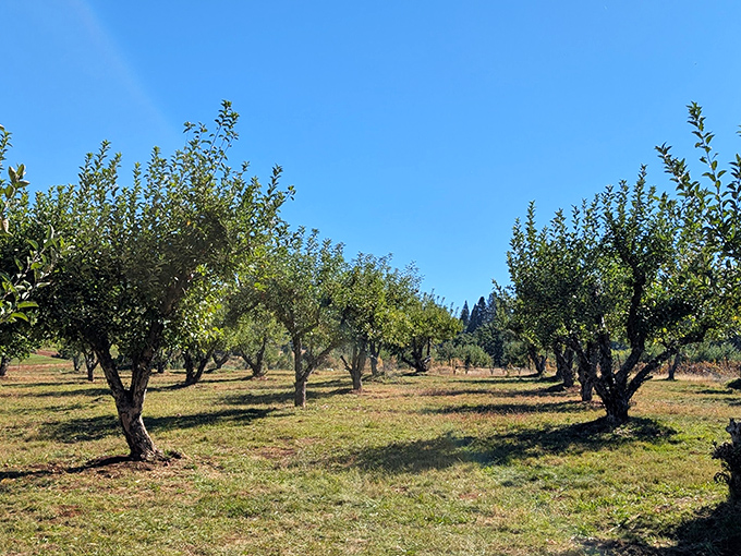 Orchard rows standing at attention like they're auditioning for a California postcard. These apple trees work harder than my retirement account.