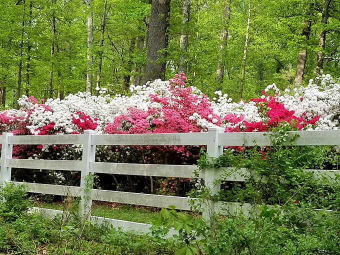 Like a scene from a storybook, this classic white fence frames nature's most vibrant performers, creating the perfect country garden tableau.