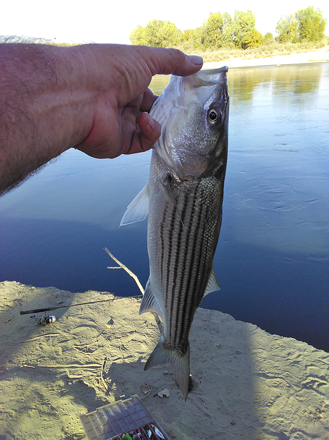 Trophy catch! The Sacramento River delivers more than scenic views&mdash;it's a fisherman's paradise where striped bass make retirement dreams come true.