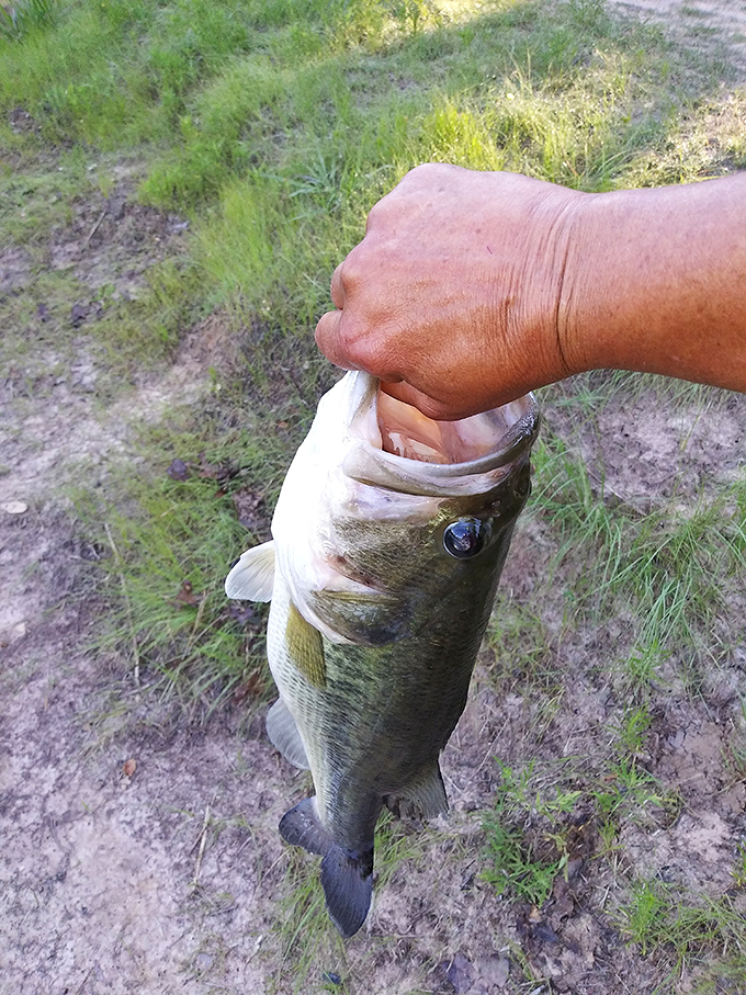 Nothing says "retirement freedom" quite like pulling a bass from local waters on a weekday afternoon when everyone else is stuck in meetings.