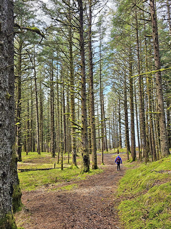 Towering spruce trees create nature's cathedral at Fort Abercrombie Park, where hiking trails invite you to lose yourself (but not literally, please).