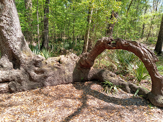 Nature's sculpture garden doesn't charge admission. This gnarled tree trunk, shaped by centuries of Florida weather, could give modern art museums a run for their money.