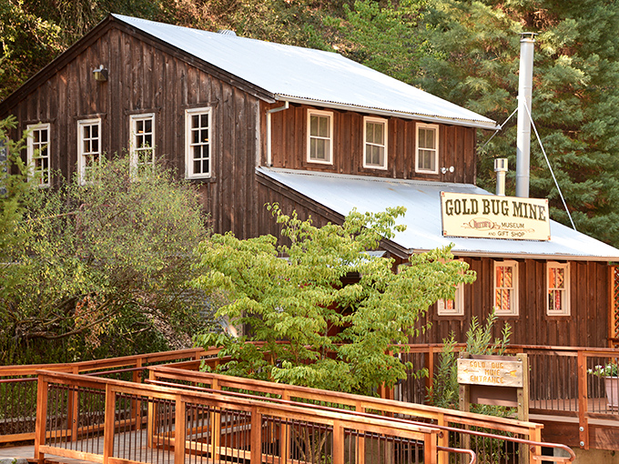 The Gold Bug Mine museum preserves Placerville's prospecting past, offering affordable underground adventures that are far more entertaining than most retirement seminars.