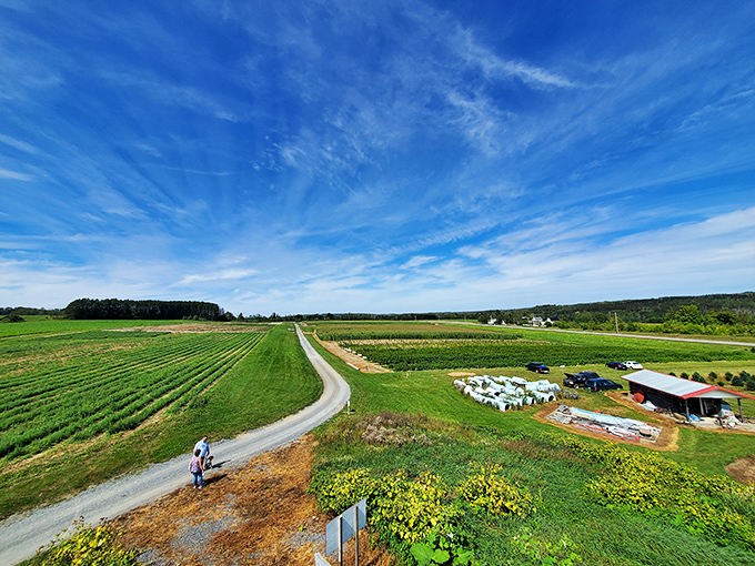 Rows of vibrant crops stretch toward the horizon at this local farm, where Maine's short growing season produces surprisingly sweet rewards.