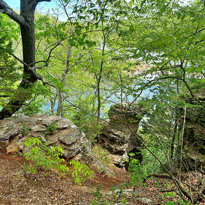 Nature reclaims its territory at the Greater Ozarks Audubon Trail, where limestone formations peek through greenery like geological Easter eggs waiting to be discovered.
