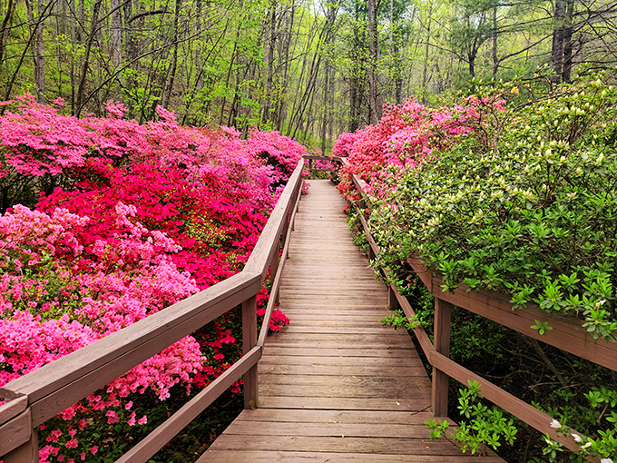 Happy Hollow Gardens explodes with azaleas in spring, creating a walkway so vibrant it makes Dorothy's yellow brick road look positively drab.