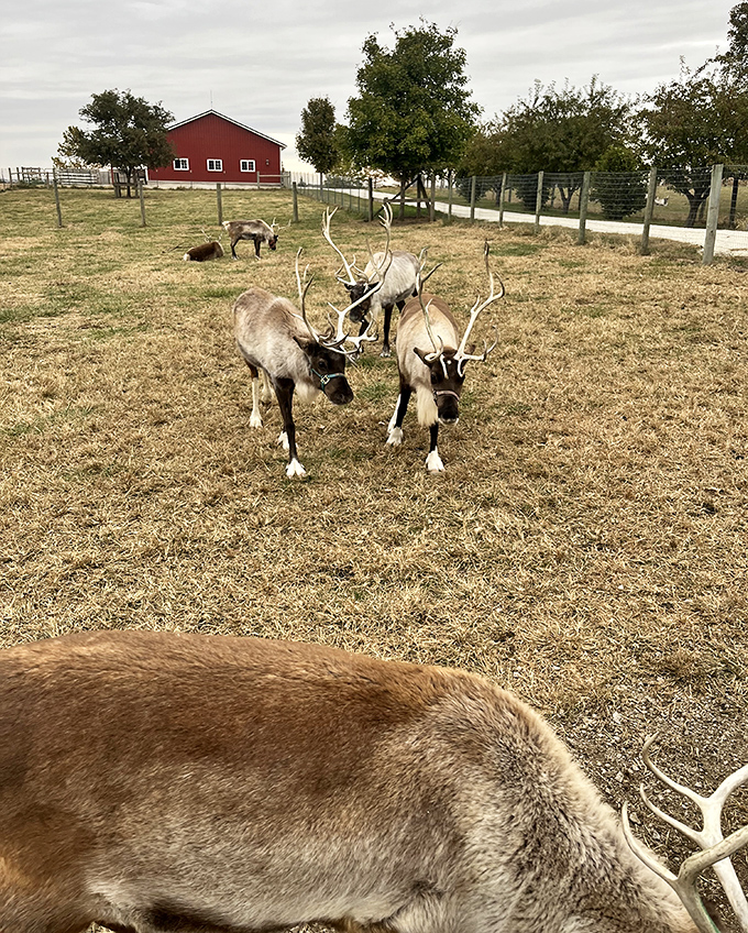 Not your typical Illinois livestock! Hardy's Reindeer Ranch offers a touch of North Pole magic where Santa's helpers roam the prairie instead of the tundra.