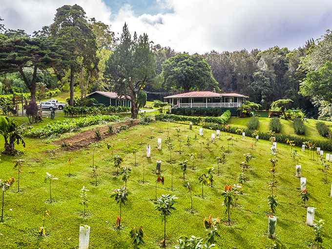 The Honoka'a Chocolate Farm nurtures young cacao plants like precious children, each one a future ambassador of Big Island sweetness.