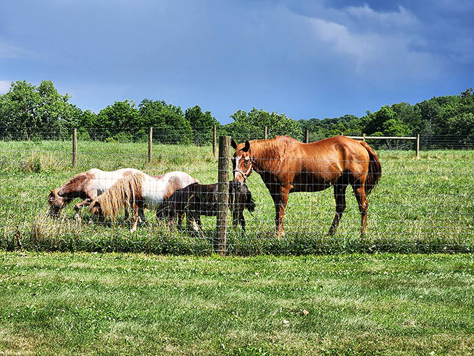 These horses seem to be having the equine equivalent of a backyard barbecue, casually grazing while contemplating life's big questions.
