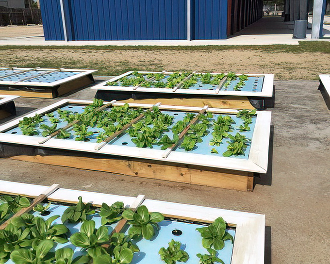 These hydroponic beds are growing fresh greens right at the market, farm-to-table without the actual farm.