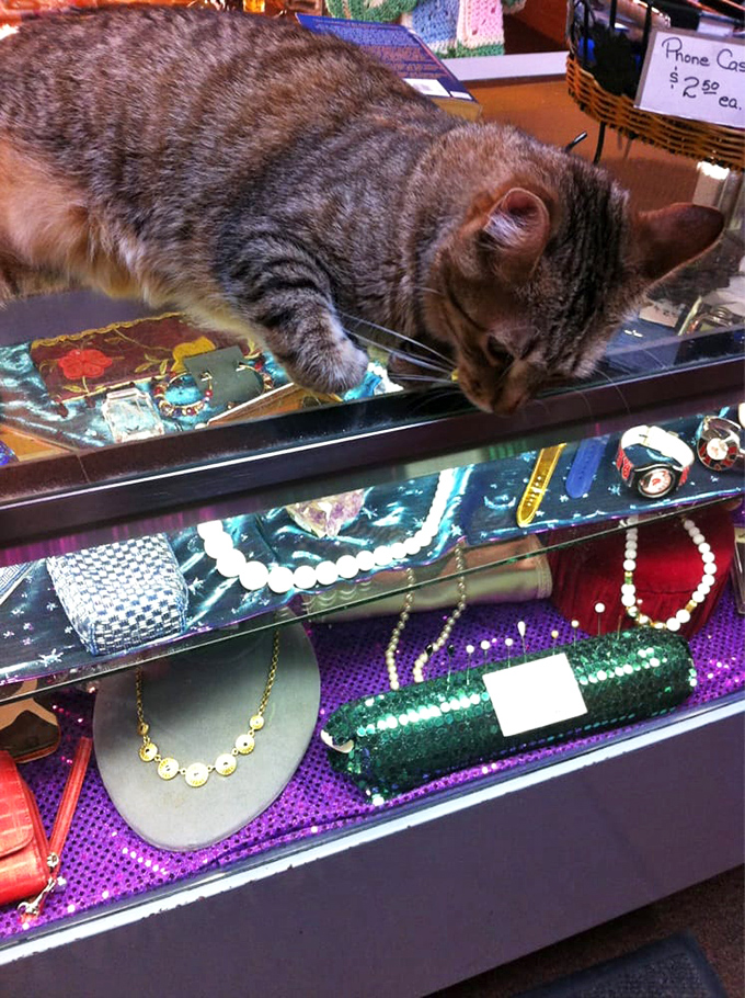 Even the resident feline can't resist inspecting the jewelry counter, where vintage treasures await new homes.