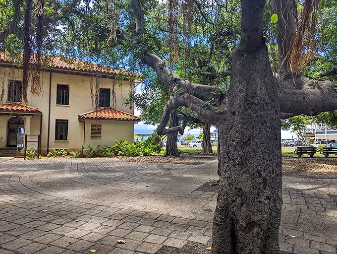 Lahaina's famous banyan tree spreads its massive canopy like nature's umbrella, offering shade and wonder in equal measure since 1873.