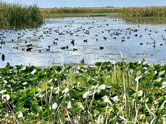 Water fowl convention in session! Hundreds of ducks gather in Lake Apopka's marshlands, clearly discussing whatever pressing duck politics are trending this season.