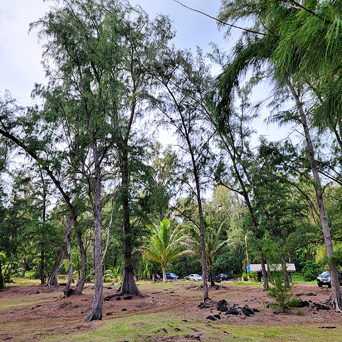 Nature's artistry on full display &ndash; ironwood trees create a natural cathedral where the whispers of ancient Hawaii still echo.
