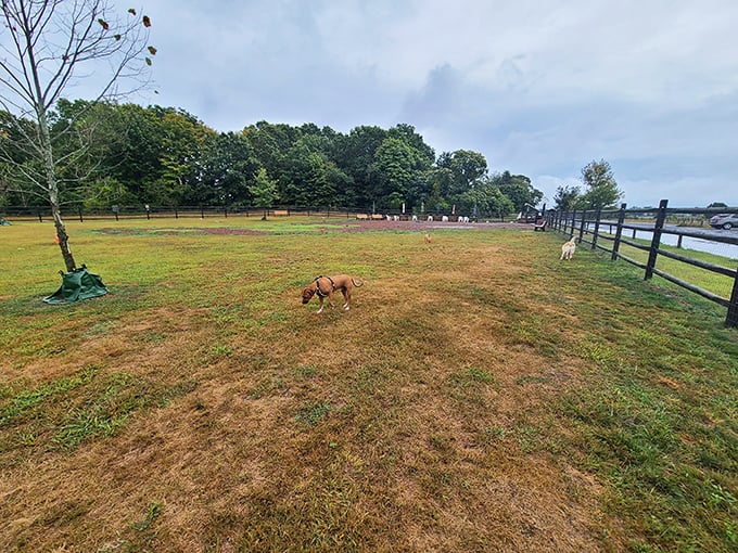 Even Madison's four-legged residents enjoy the good life. This pup is clearly contemplating the existential question: "Is this heaven, or just Connecticut?"