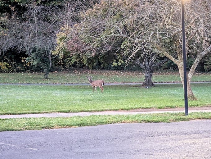 Wildlife sightings are just part of daily life here. This deer isn't lost&mdash;you're in its neighborhood now, and it doesn't even charge property taxes.