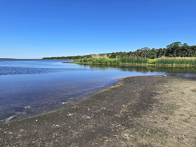 Mirror-perfect waters of Upper Myakka Lake reflect the sky's blue canvas, creating that rare moment when you can't tell where water ends and heaven begins.