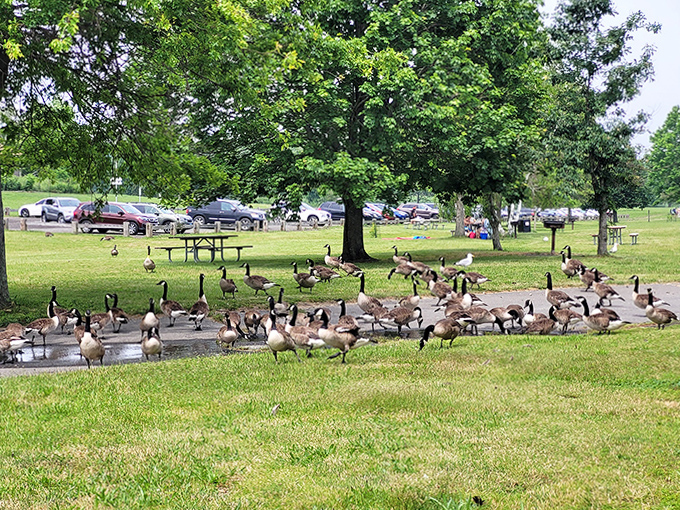 The park's unofficial welcoming committee holds an impromptu meeting. These geese clearly didn't get the memo about social distancing.