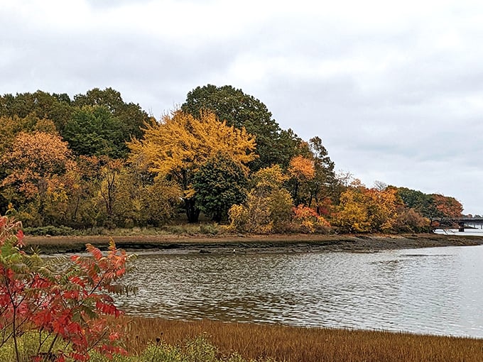 Fall foliage meets tidal waters at Peirce Island, proving nature knows exactly what it's doing in New Hampshire.