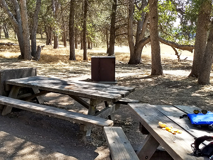 Rustic picnic tables under pine-filtered sunlight—where sandwiches somehow taste better than at any five-star restaurant in the city.