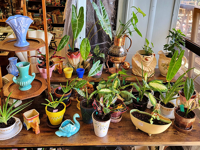 Nature meets nostalgia in this charming plant corner. Vintage pottery cradles living greenery, proving some things just get better with age.