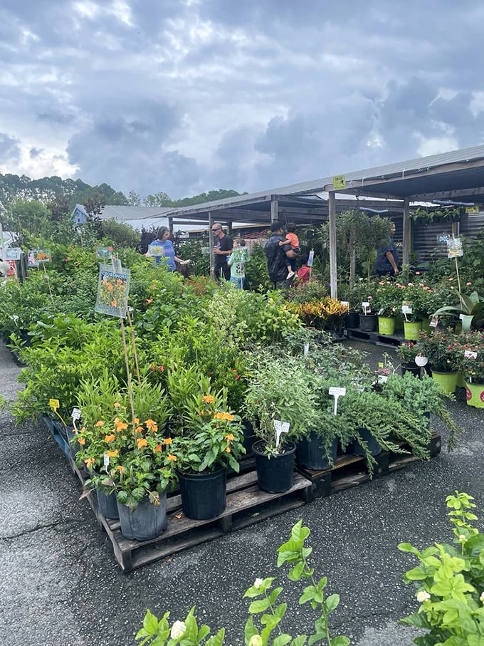 Green thumbs rejoice! This plant paradise offers everything from practical herbs to statement greenery that'll make your neighbors wonder if you've hired a landscaper.