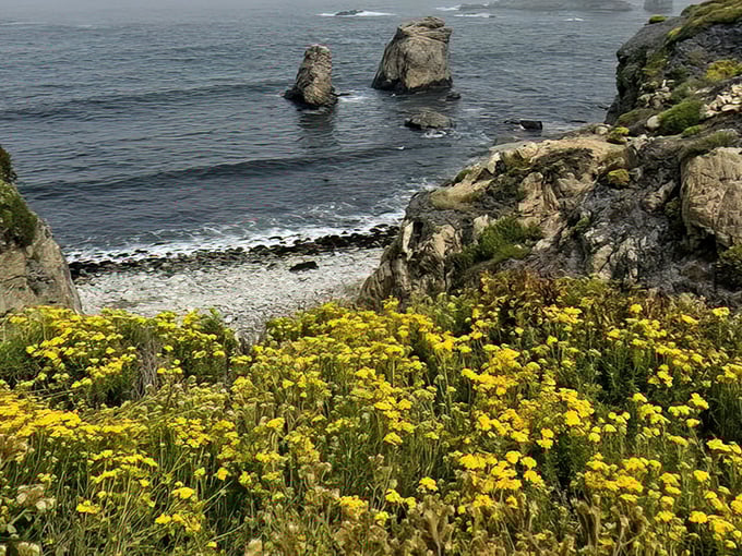 Mother Nature's color palette on full display. Yellow wildflowers frame the rugged coastline like nature's own masterpiece, no filter required.