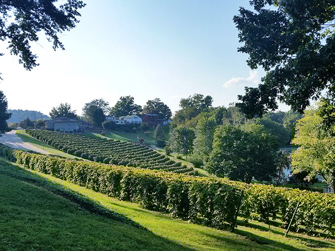 Perfectly manicured vineyard rows climb the hillsides around Hermann, proving those early settlers knew prime wine country when they saw it.
