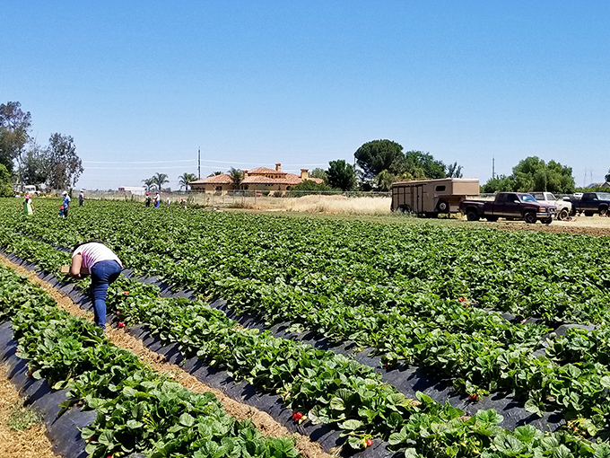 Rows of green promise stretch toward the horizon, each plant a tiny factory producing nature's perfect dessert.