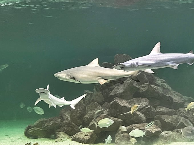 At Tarpon Springs Aquarium, these sharks aren't interested in your gyro &ndash; they're too busy showing off their synchronized swimming routines.