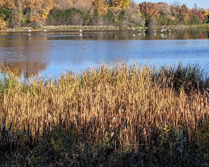 Autumn transforms Tetonkaha Lake into nature's mirror, reflecting golden cattails and visiting waterfowl. Serenity doesn't get more picture-perfect than this.