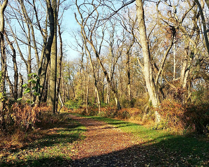 Autumn paints this woodland trail in golden hues, creating a leaf-crunching runway that beckons more convincingly than any "path less traveled."