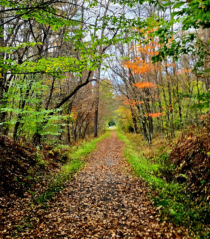 Nature's hallway beckons with a leaf-strewn invitation. This trail whispers promises of forest secrets and the occasional squirrel comedy show.