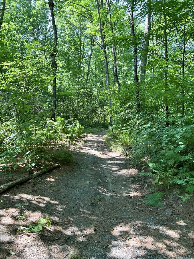 Nature's cathedral: sunlight filters through the canopy, creating a dappled path that practically begs for exploration and contemplative walks.