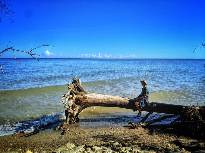 Driftwood becomes the perfect lakeside perch. Who needs expensive beach furniture when nature provides these artisanal seats with million-dollar views?