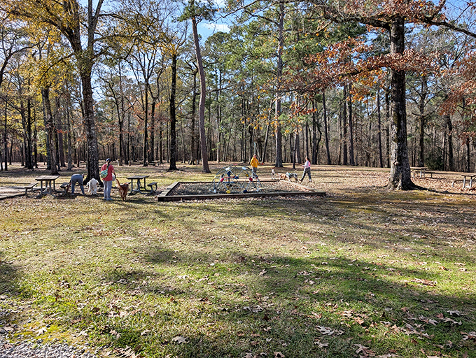 Fall transforms the picnic grounds into a golden carpet where families gather and worries take the day off completely.