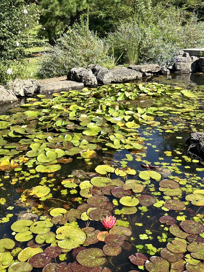 Water lilies doing their best Monet impression, and honestly, they're nailing it better than most art students.